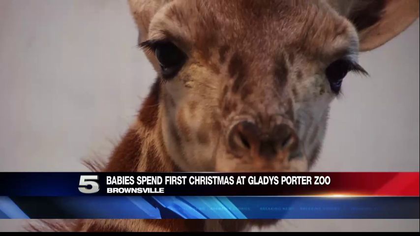 Valley Zoo Welcomes Newcomers to Celebrate Holidays