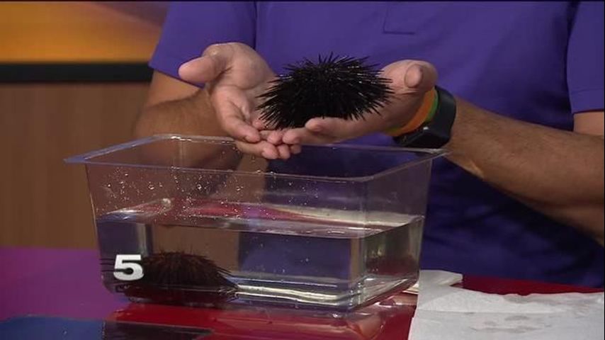 Zoo Guest of the Week: Sea Urchin