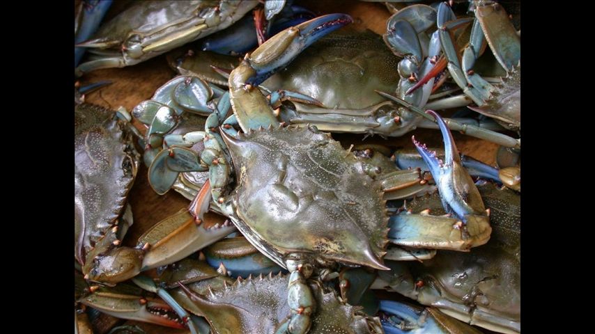 New 30-day closed crab season begins Monday