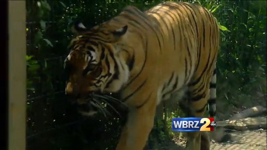 Final necropsy results for BREC zoo\'s Malayan tiger released