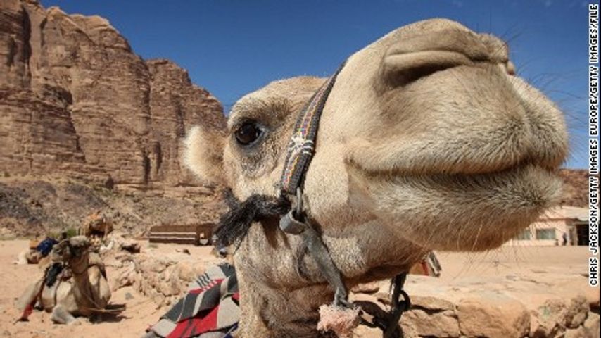 Woman sues TripAdvisor after falling off runaway camel