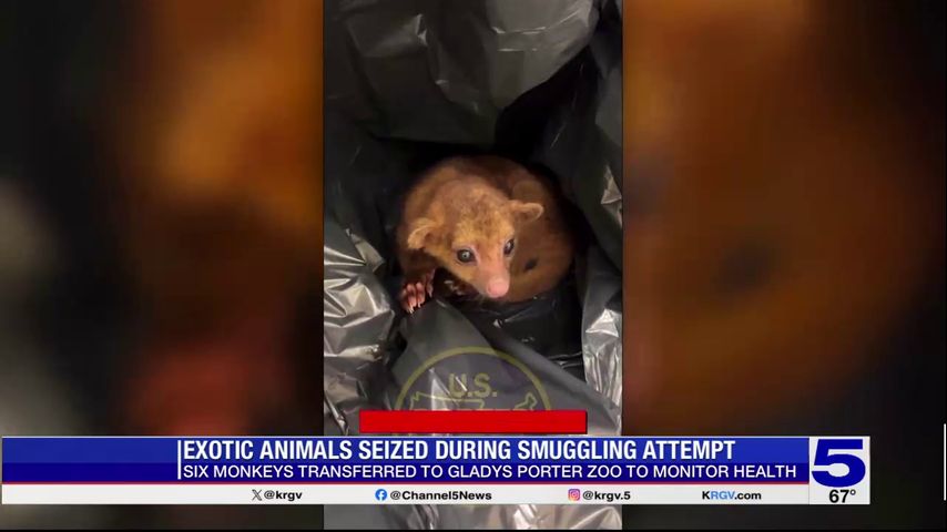 Exotic animals seized during smuggling attempt in Brownsville