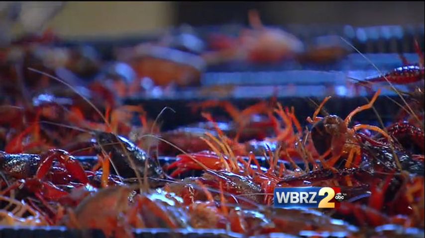 Crawfish season has arrived