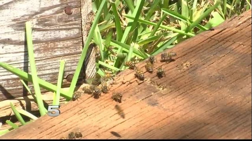 Bee Handler Advises Public on Early Bee Season