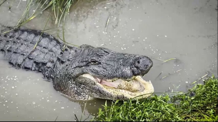 SPI Birding Nature Center and Alligator Sanctuary