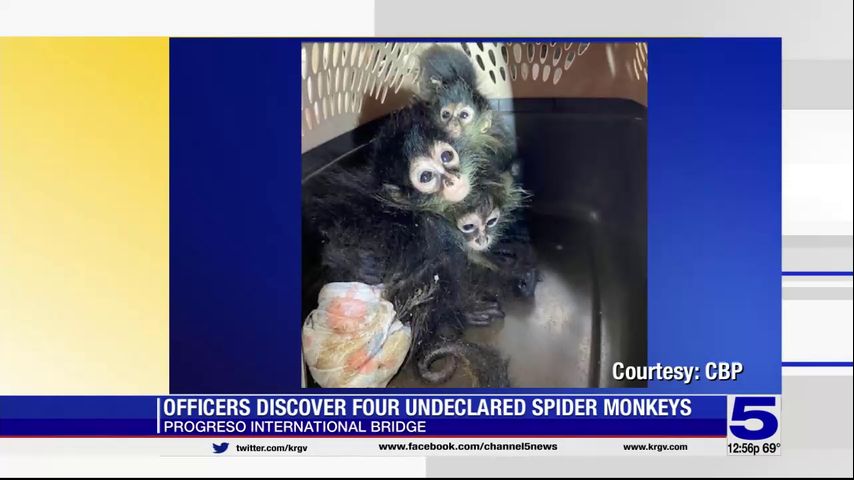 CBP finds spider monkeys at Progreso bridge