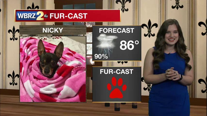 Nicky Fur-Cast