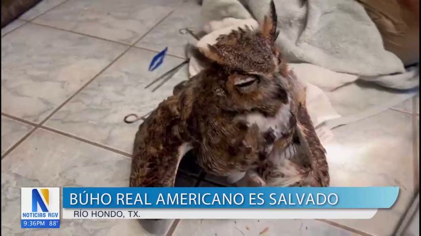 Rescatan a un búho en Río Hondo tras quedar atrapado en un árbol