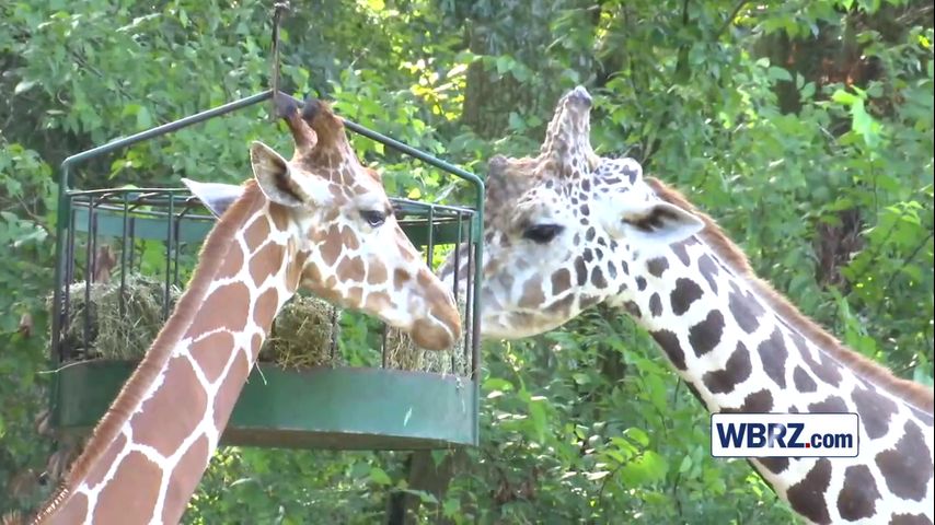 BREC reveals master plans for zoo at Party at the Park