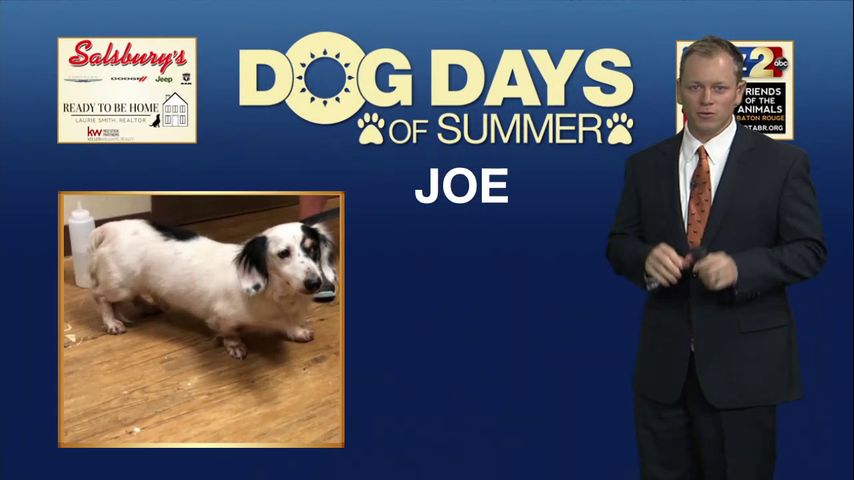 Dog Days of Summer - Joe