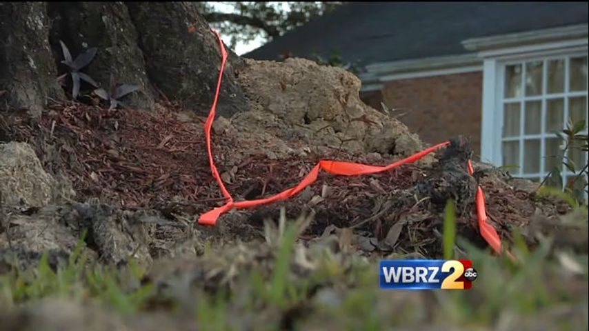 BR residents concerned about potentially deadly tree