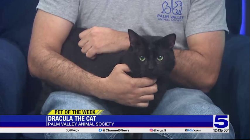 Pet of the Week: Dracula the cat