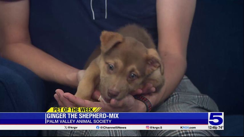 Pet of the Week: Ginger, the Shepherd mix
