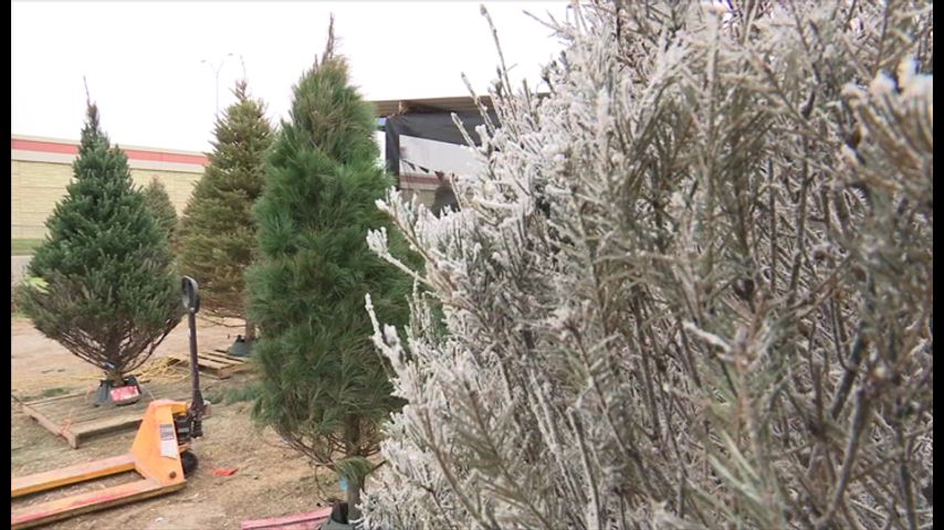 Weslaco Businesses Decorates Christmas Trees with Flocking Method