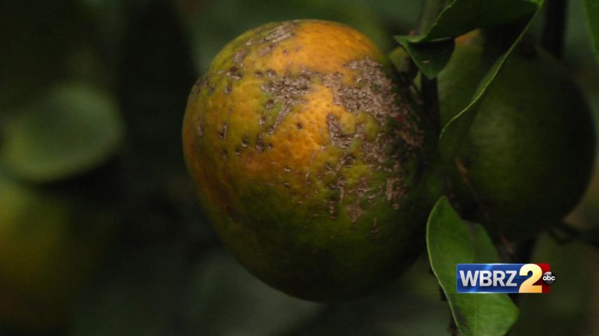 Stink bugs found in satsuma trees hit by flood