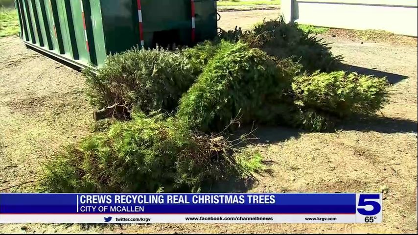 City of McAllen gives Christmas trees new purpose