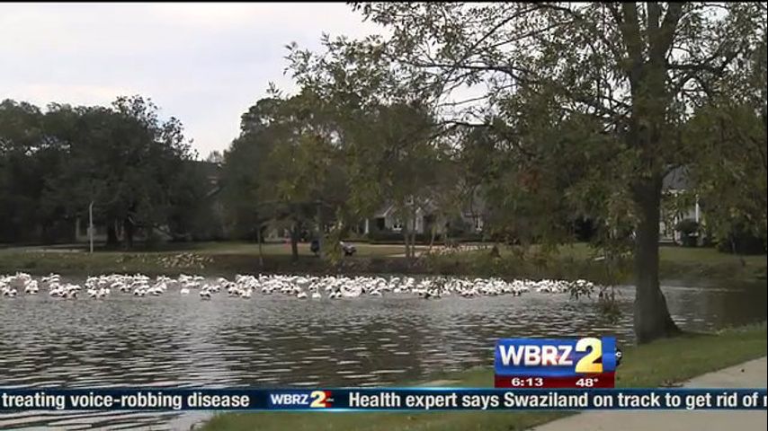 Pelicans flock to Baton Rouge lakes