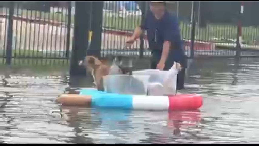 Weslaco Woman Helps Rescue Family, Dogs from Flood Waters