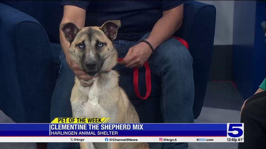 Pet of the Week: Clementine the Shepherd mix