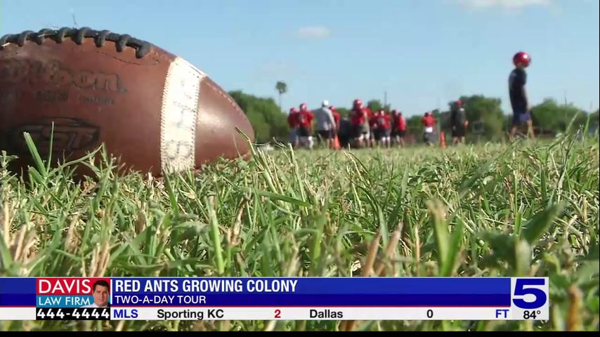 Two-A-Day Tour: Progreso Red Ants
