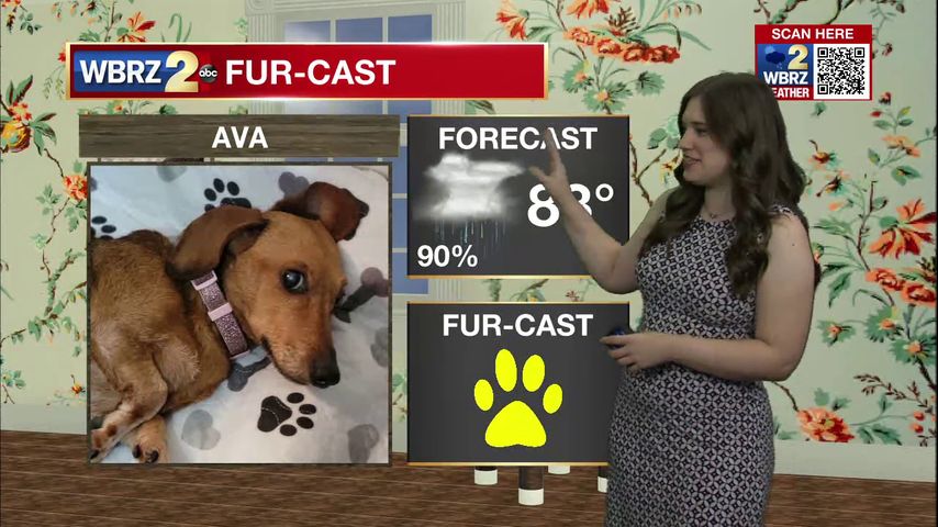 Ava Fur-cast