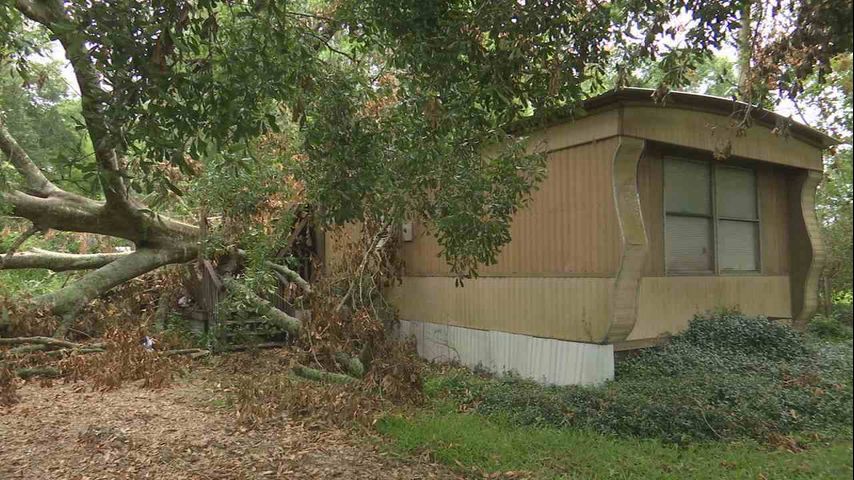 Resident demanding help, answers from her 2015 request after tree ...