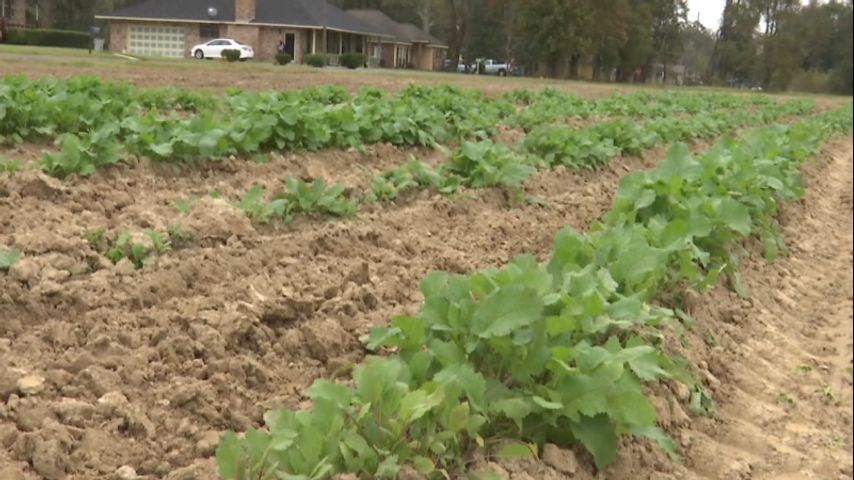 Baker council member combats food desert with community garden