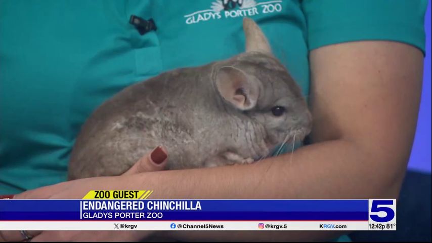 Zoo Guest: The endangered Chinchilla