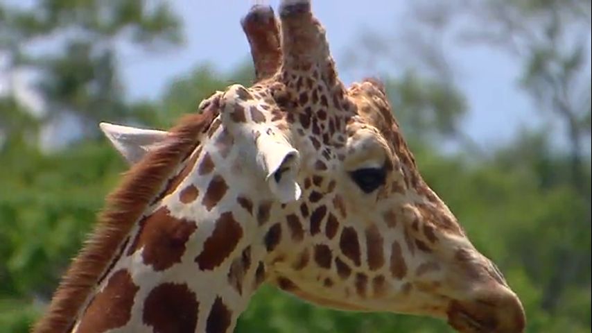 Report concludes BREC Zoo not at fault in death of giraffes