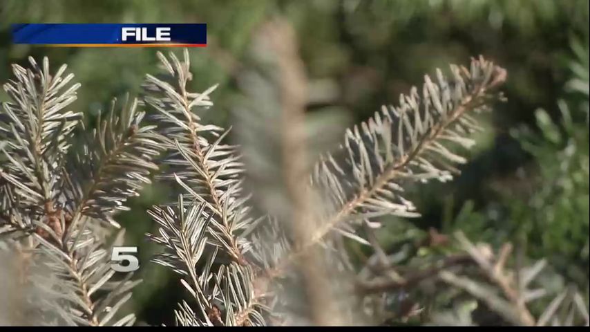 RGV Cities Asking Residents to Recycle Christmas Trees