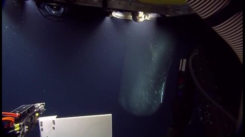 Sea probe encounters sperm whale in Gulf near Louisiana