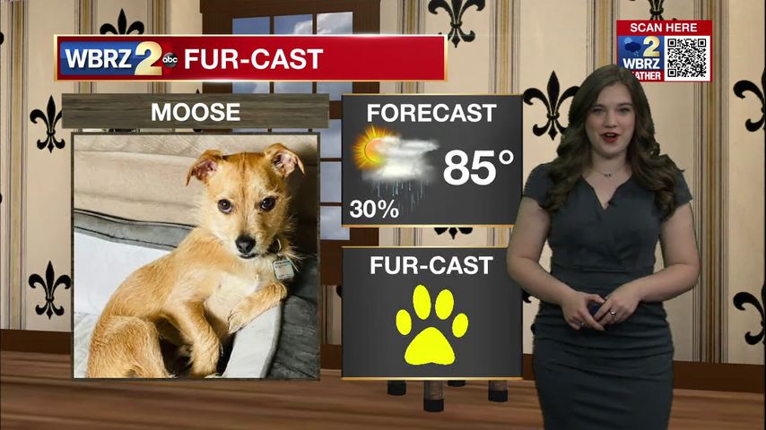 Moose Fur-Cast
