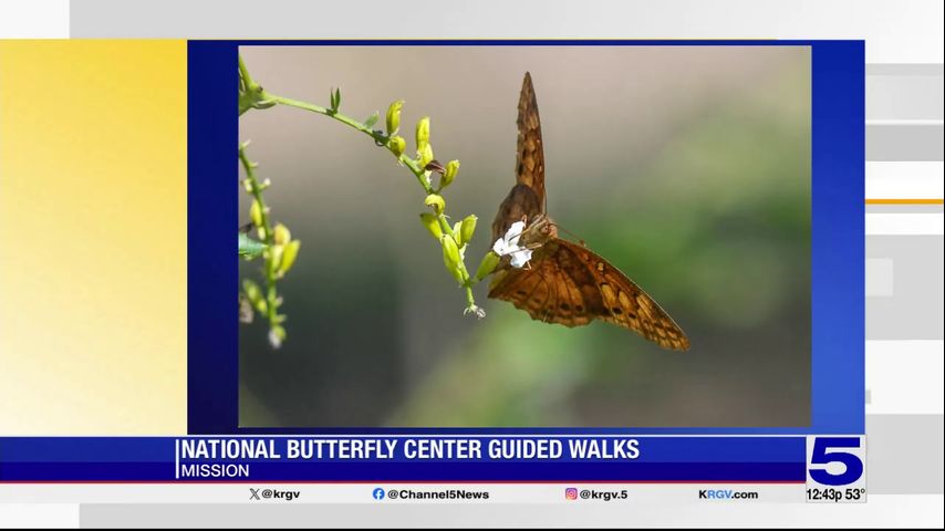 Community invited to guided walks at the National Butterfly Center in ...