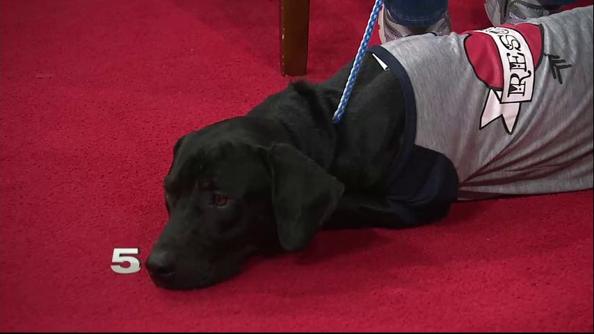 Pet of the Week: Labby the Labrador