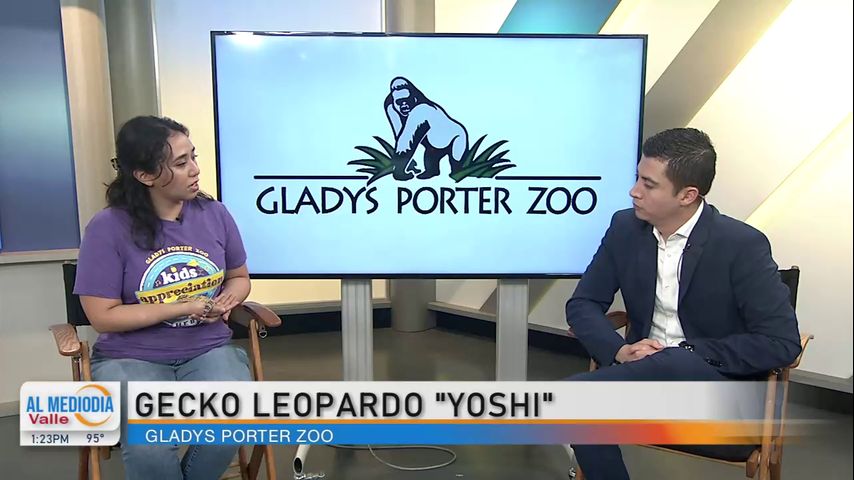 Desde el Zoológico: Presentan a Yoshi, un gecko leopardo