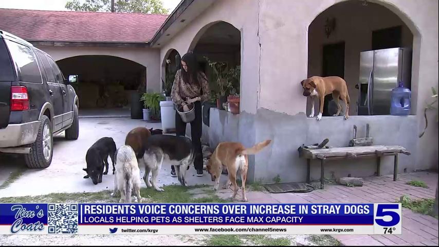 Hidalgo County residents raise concerns over stray dogs in their ...