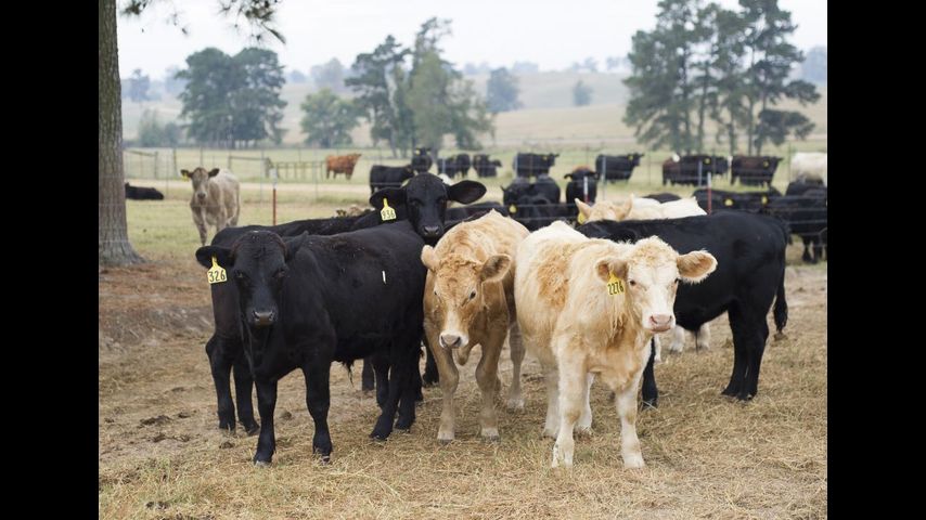 LSU AgCenter to sell off 1 of 5 research cattle herds