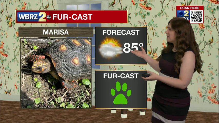 Marisa the Turtle Fur-cast