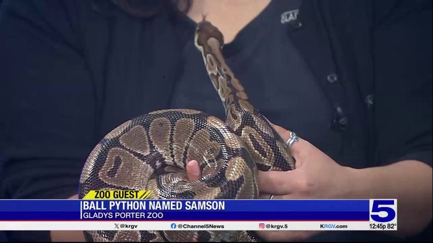 Zoo Guest: Samson, the Ball Python