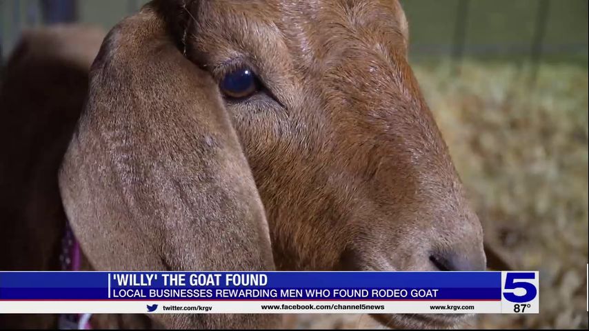 Willacy County businesses reward men who captured Willy the runaway ...