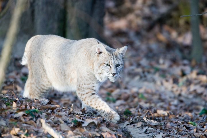 Bobcat population in Missouri grows in recent decades
