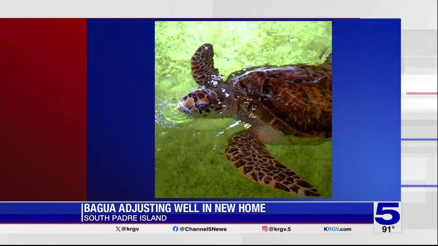 Hawksbill sea turtle, Bagua, adjusting well at South Padre Island