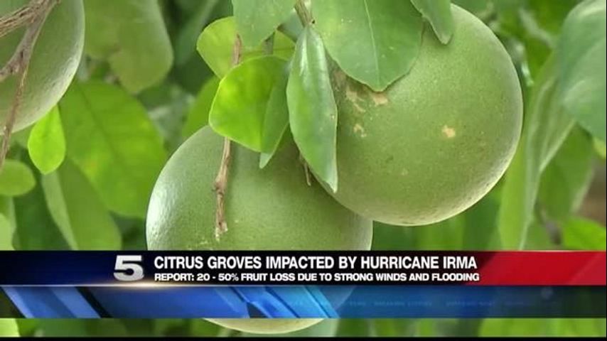 Possible Impact on Citrus Industry Following Hurricane Irma