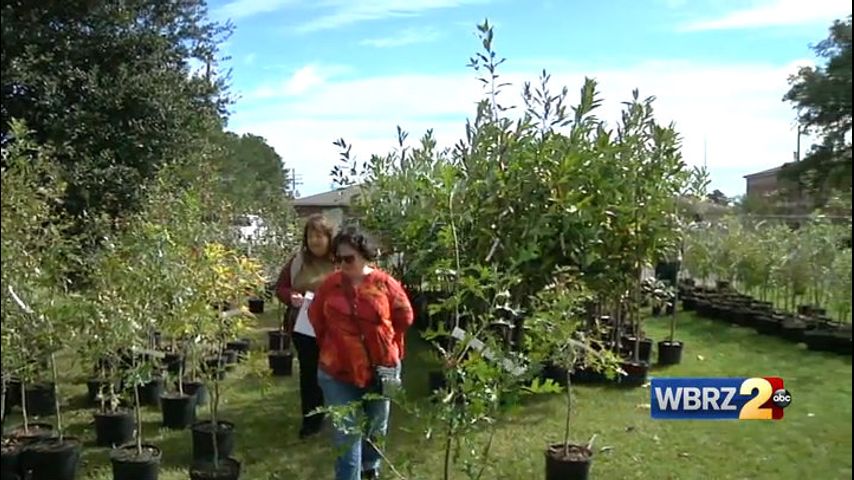 1000 baby trees given away to flood victims