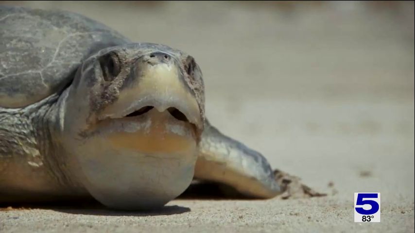 Sea Turtle Inc. expecting 'record-breaking' nesting season for sea turtles