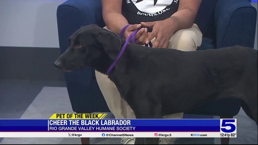 Pet of the Week: Cheer, the black Labrador