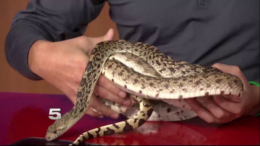 Zoo Guest : Ferdinand the Bull Snake