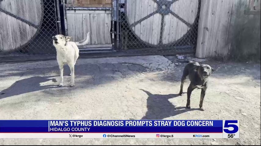 Mercedes man's Typhus diagnosis prompts stray dog concern
