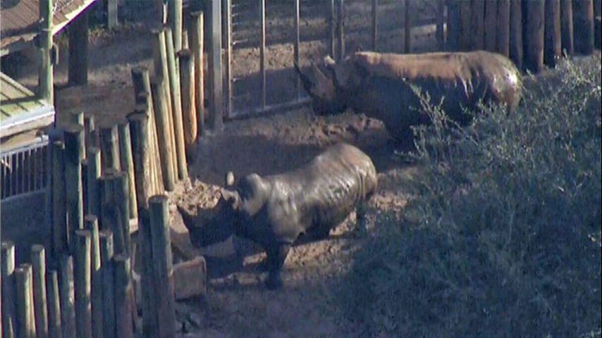 Child hurt after falling into rhino exhibit at Florida zoo