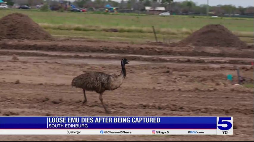 Edinburg police: Loose Emu dies after being captured